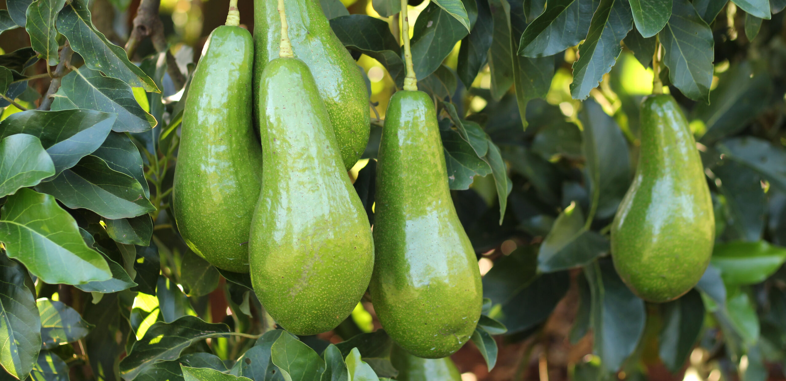Abacate: 10 benefícios desse superalimento – L.A. Ferretti Frutas